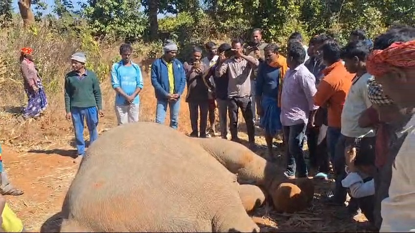 Lathar Elephant Found Dead : लातेहार में जंगल में मिला मृत हथिनी का शव ...